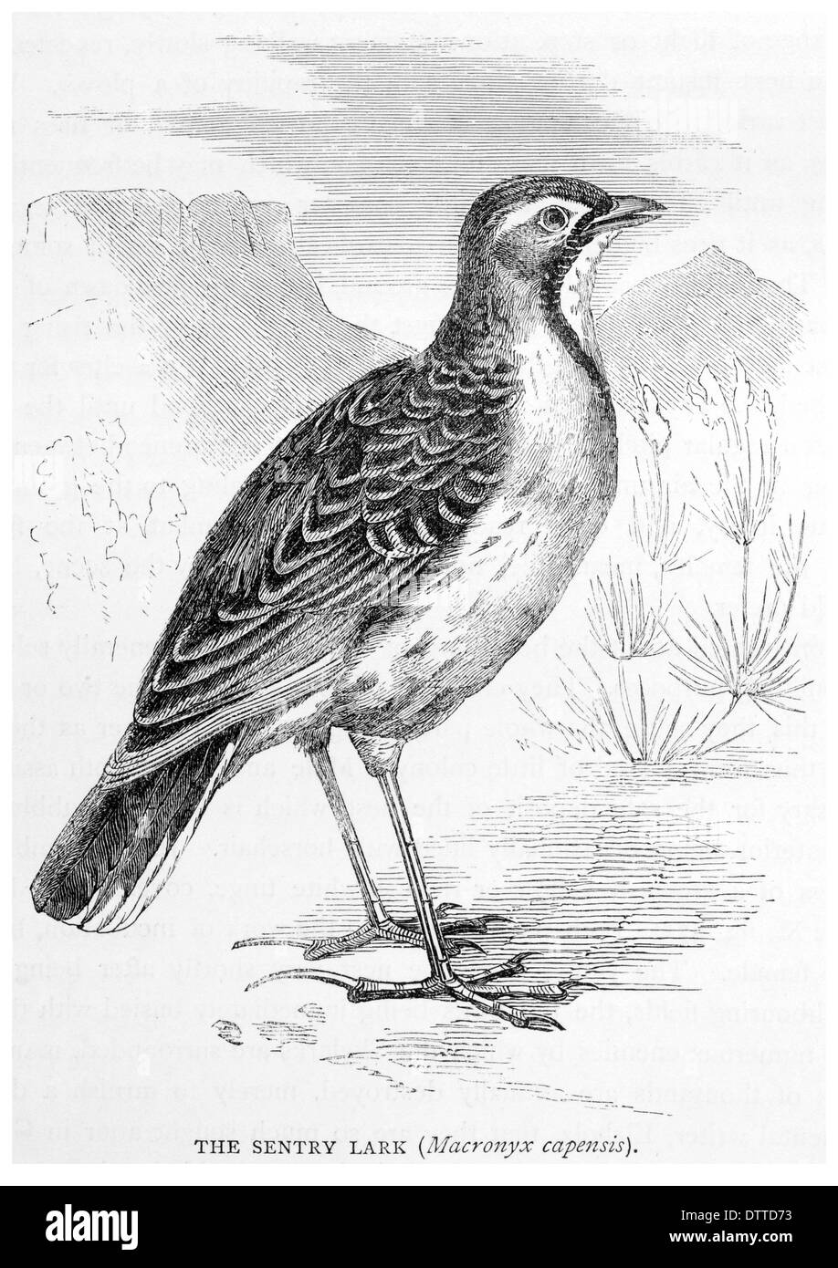 Macronyx capensis Banque de photographies et d’images à haute ...