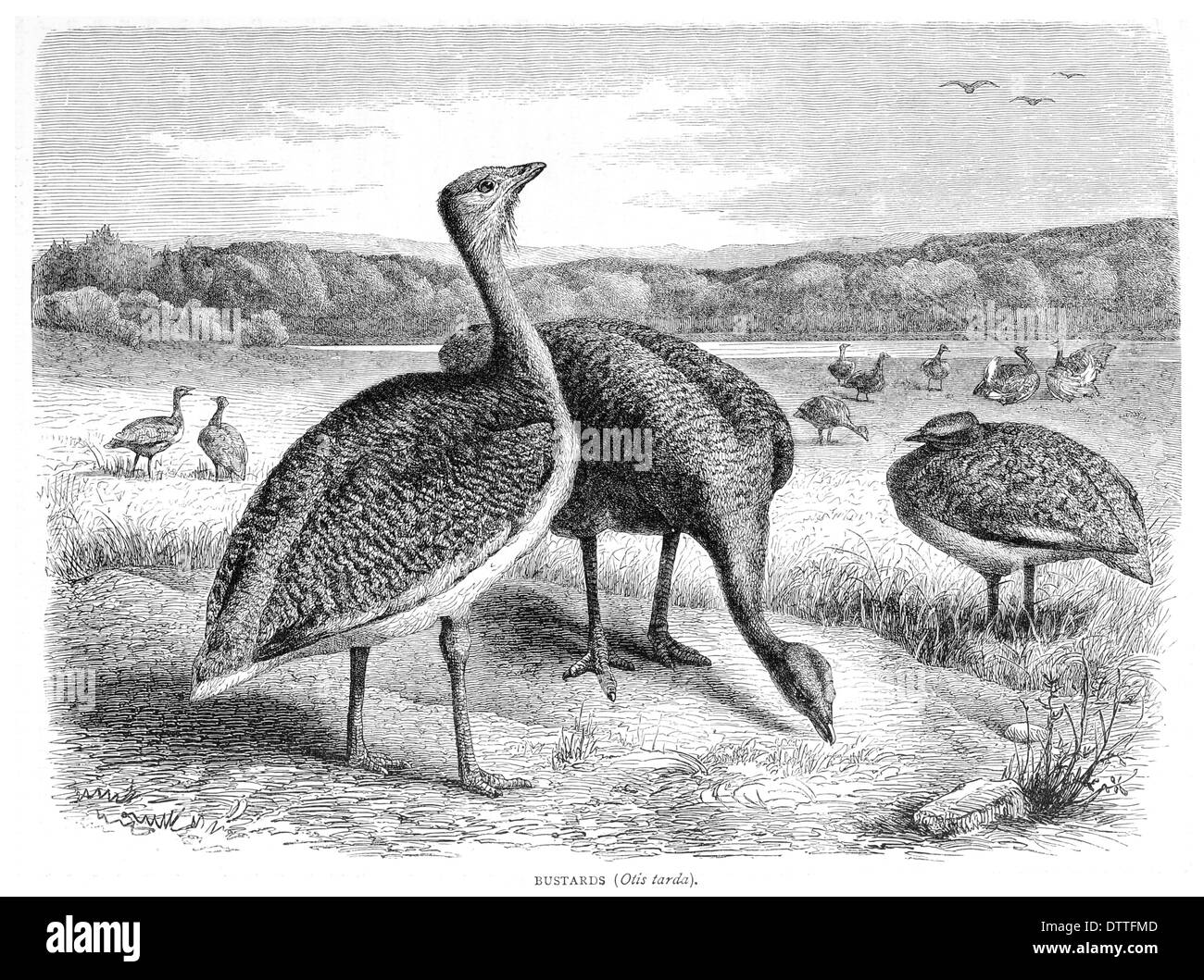 Volée d'outardes Banque de photographies et d’images à haute résolution - Alamy