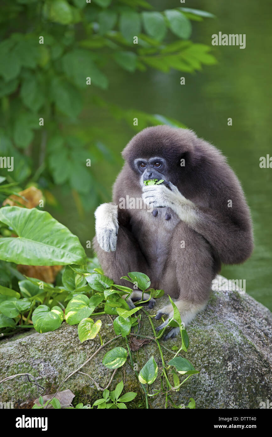 Manger des gibbons Banque de photographies et d’images à haute ...