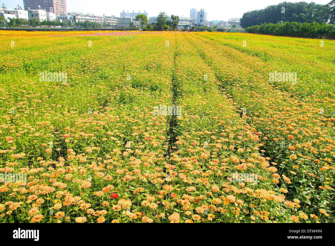 Champ de fleurs cosmos Banque de photographies et d’images à haute ...