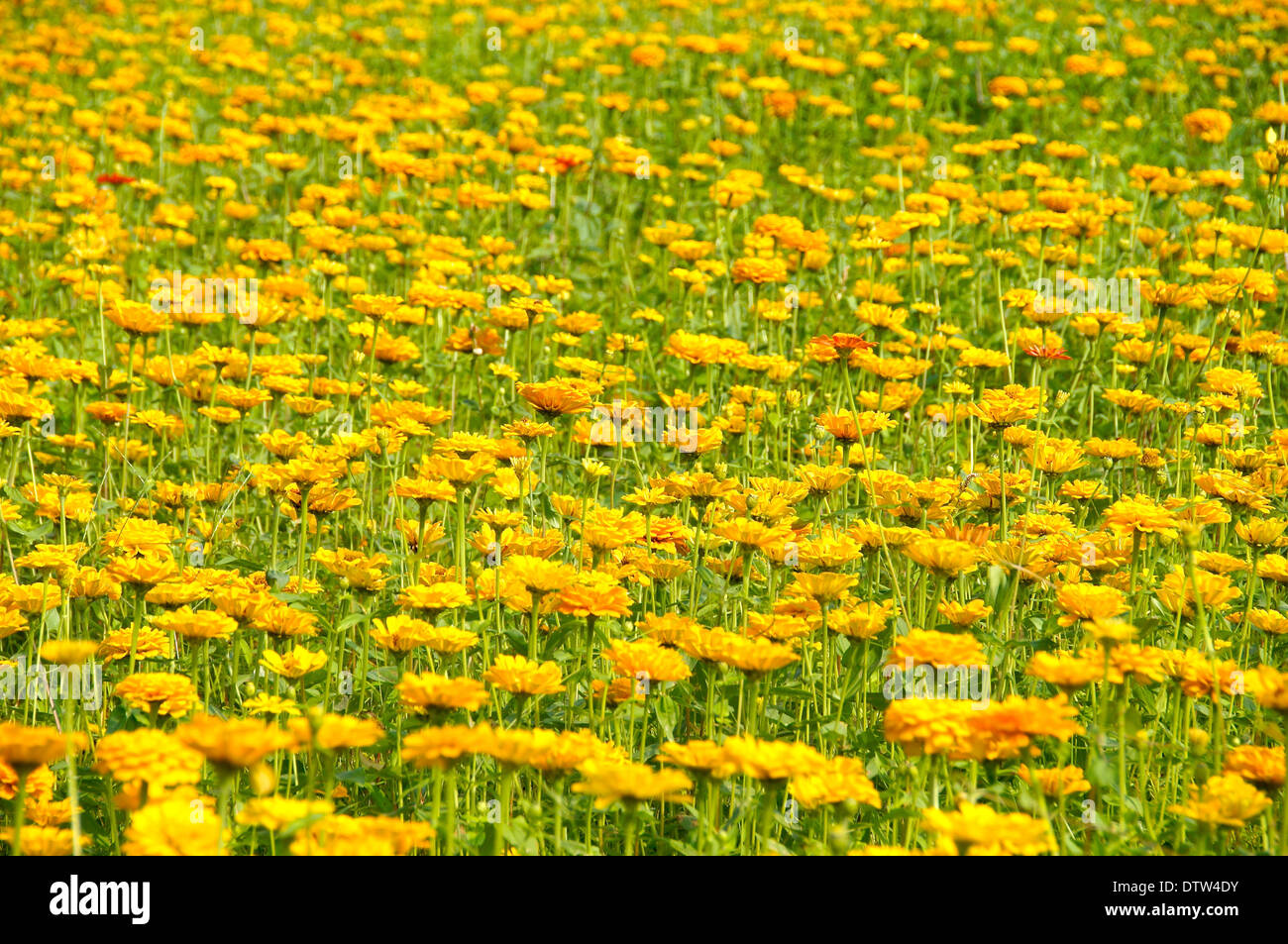 Champ de fleurs cosmos Banque de photographies et d’images à haute ...