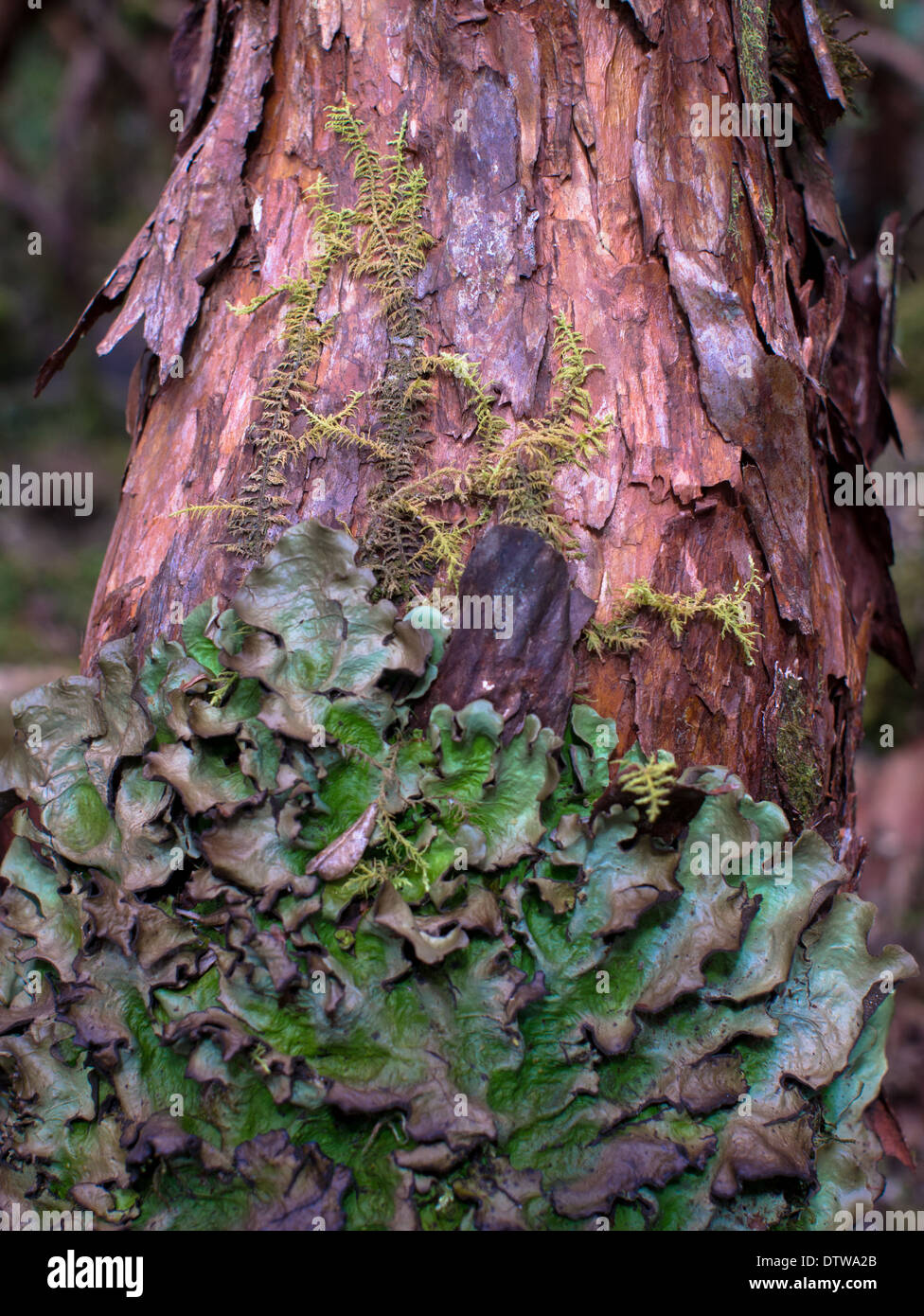 Arbre polylepis Banque de photographies et d’images à haute résolution ...