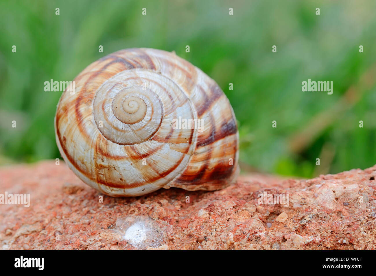 Turkish snail Banque de photographies et d’images à haute résolution ...