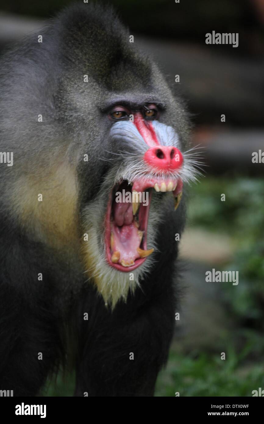 Singe mandrill Banque de photographies et d’images à haute résolution ...