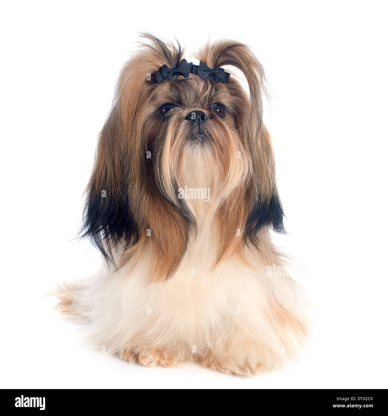 Shih tzu adult Banque de photographies et d’images à haute résolution ...