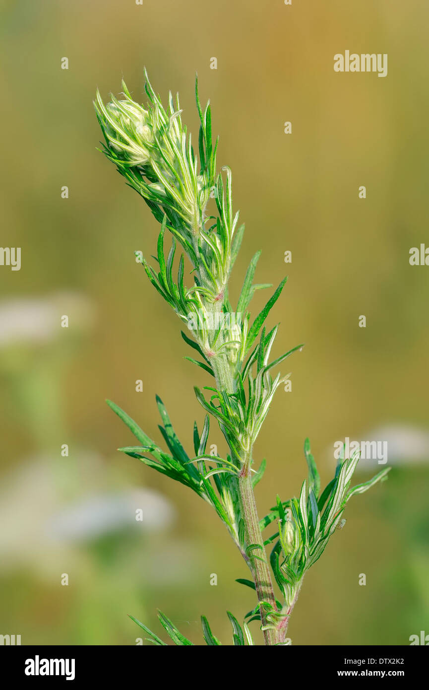 Armoise commune Banque de photographies et d’images à haute résolution ...