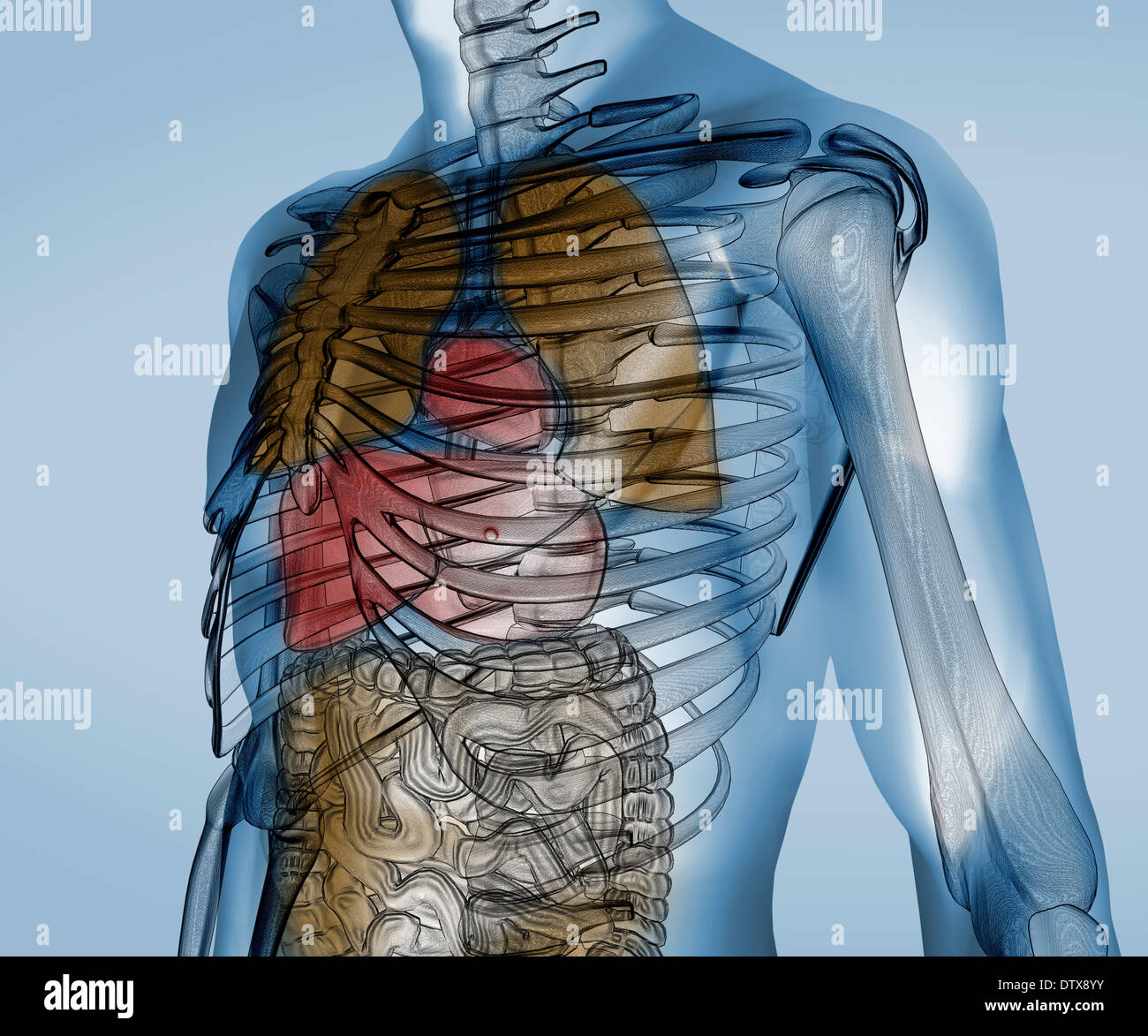 Transparent human body internal organs Banque de photographies et d ...