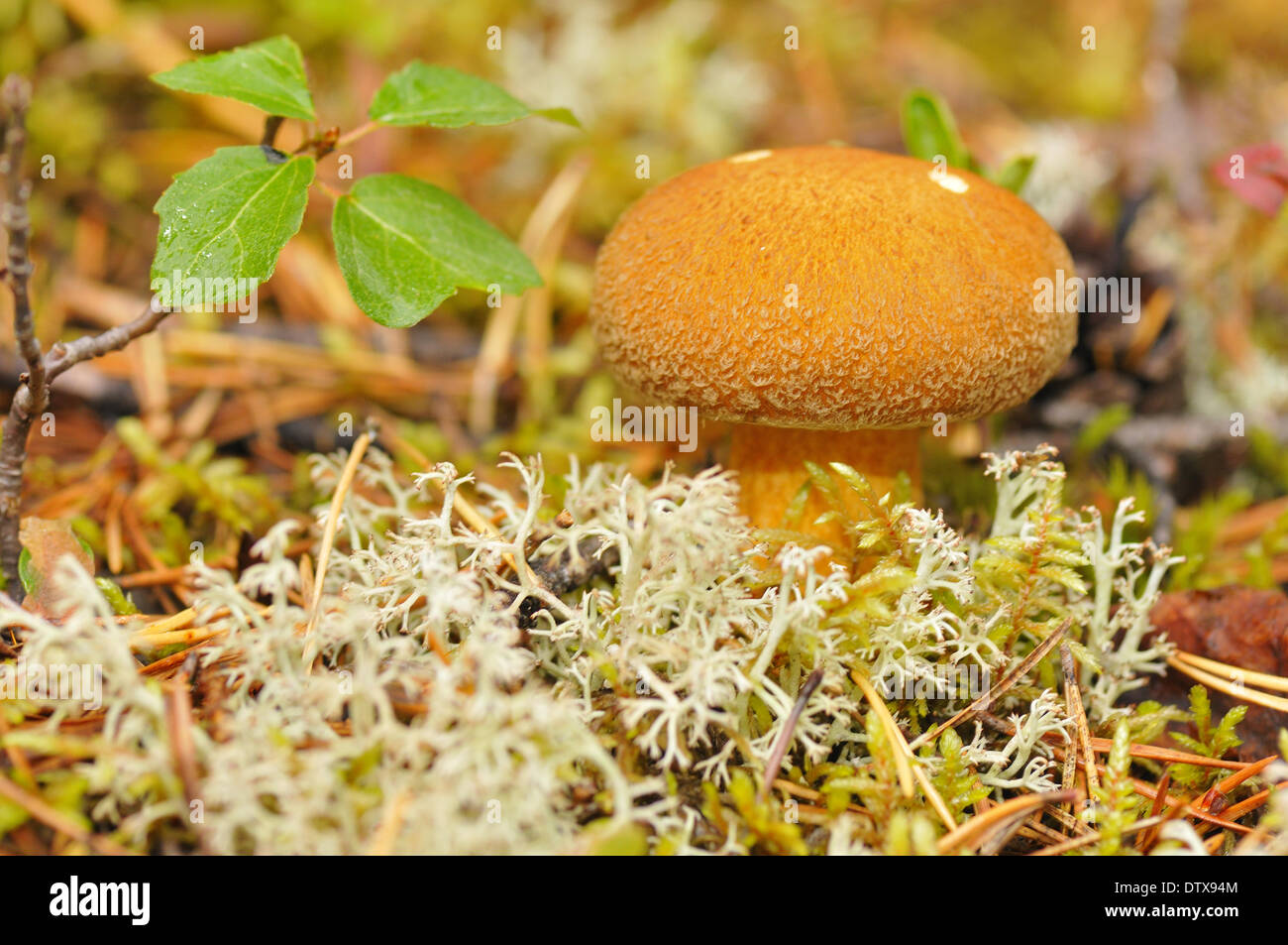 Velvet bolete suillus variegatus Banque de photographies et d’images à ...