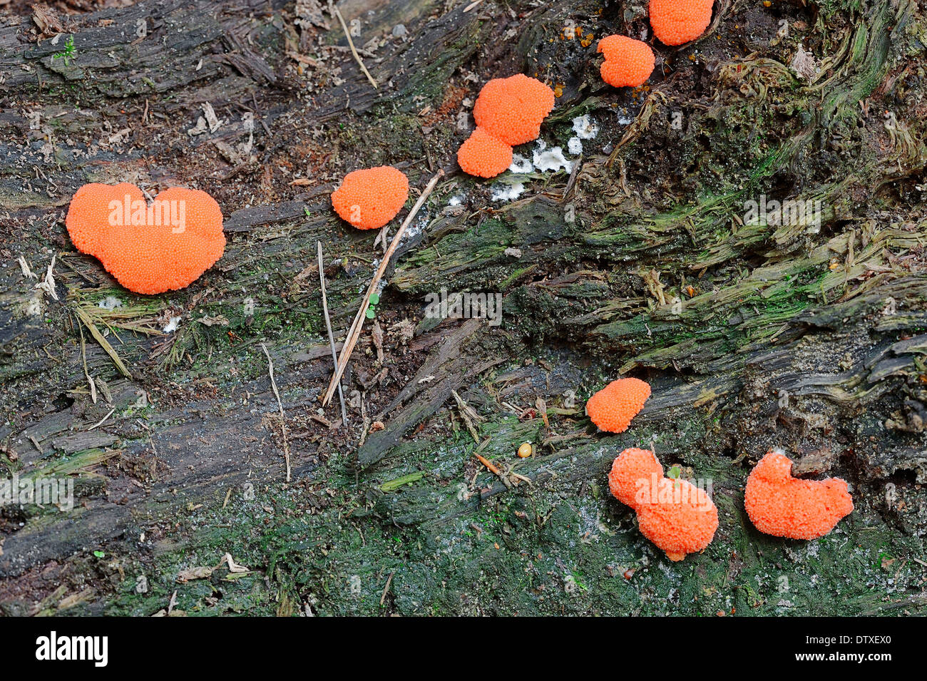 Slime mold Banque de photographies et d’images à haute résolution - Alamy
