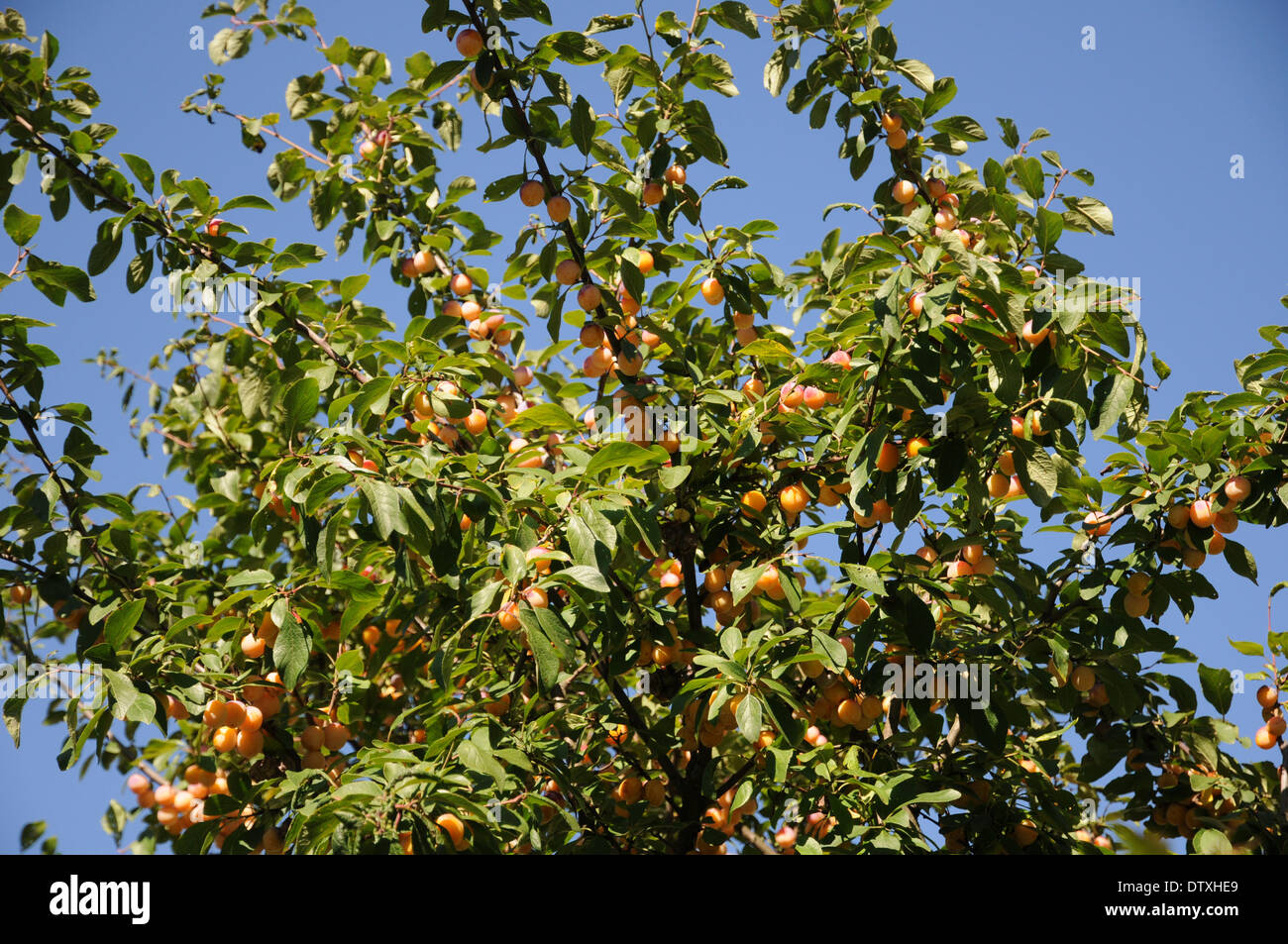 Prunus domestica mirabelle de nancy Banque de photographies et d’images ...