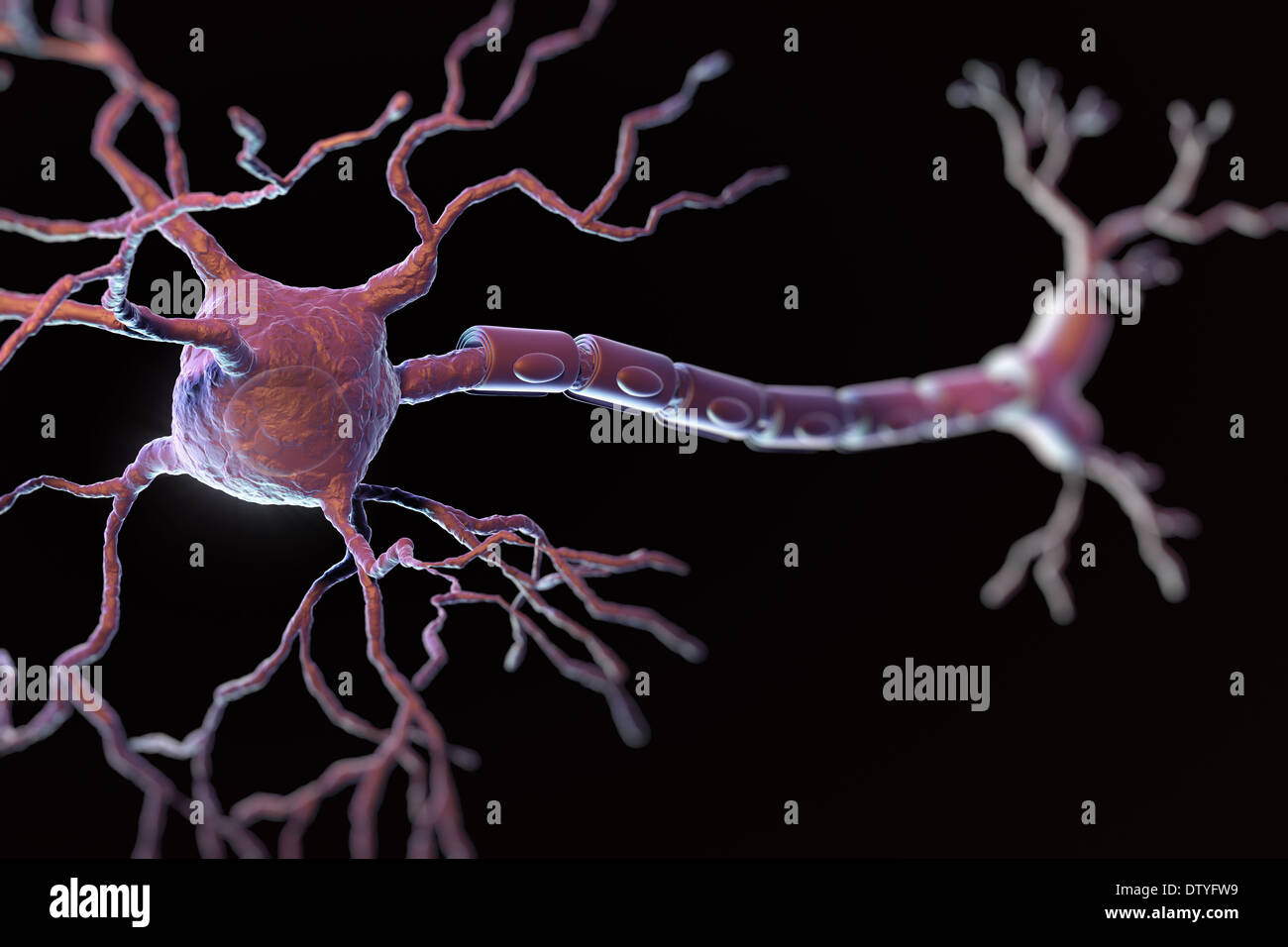 Neurone multipolaire avec grossissement Banque de photographies et d ...
