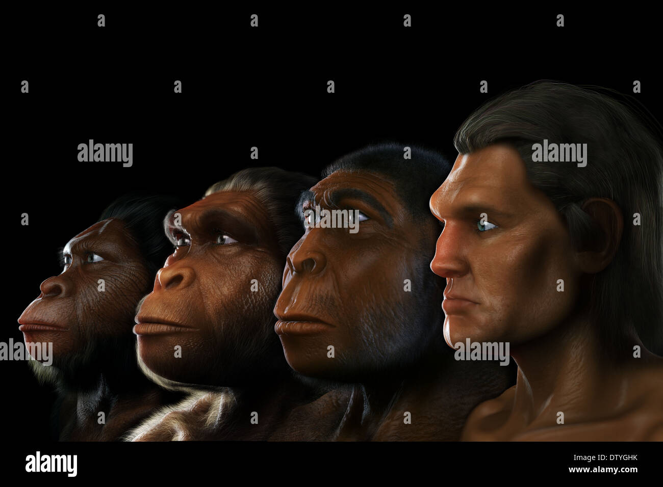 Stages Of Early Man Evolution
