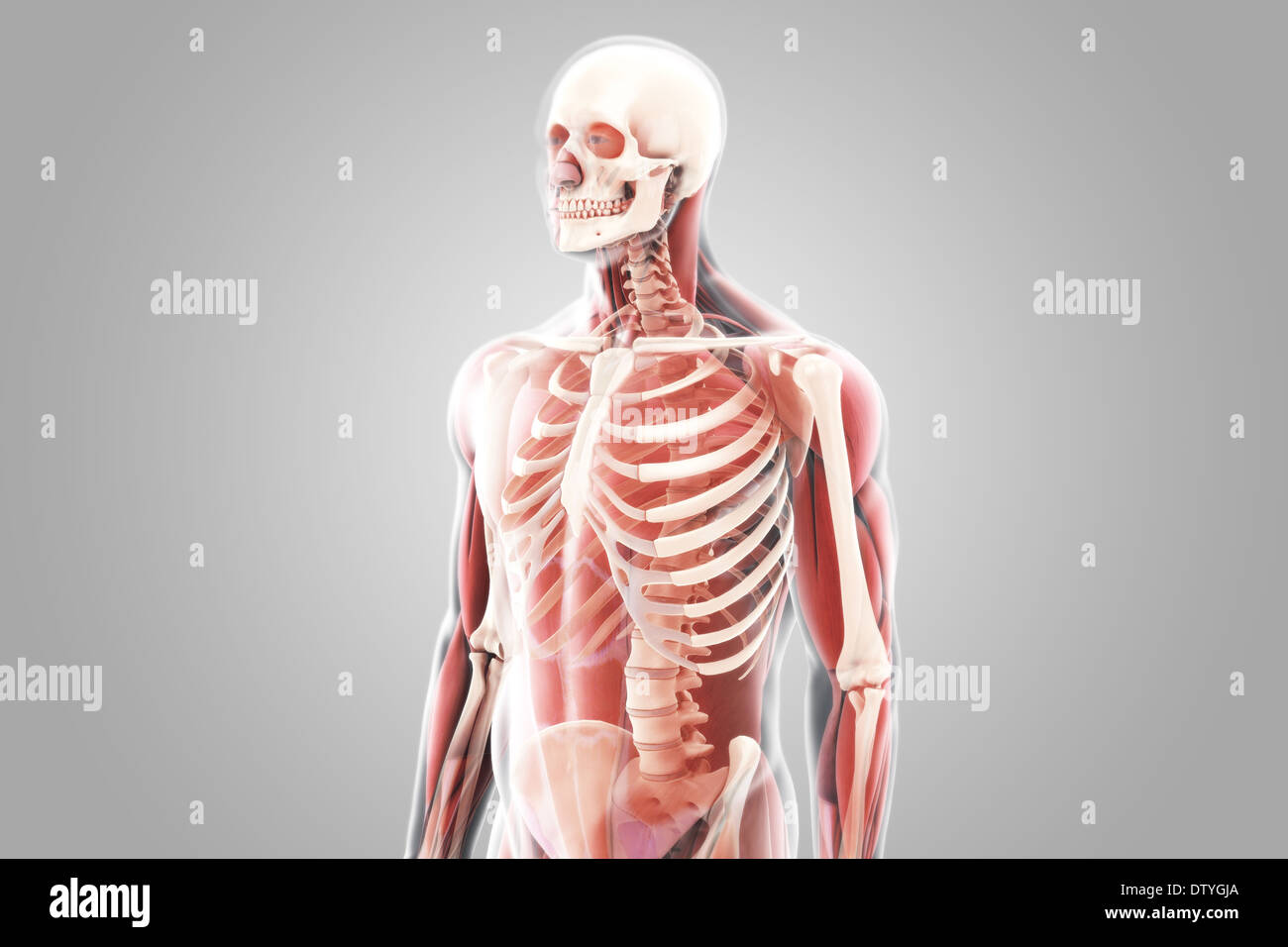 Squelette Et Muscles Banque d'image et photos - Page 3 - Alamy