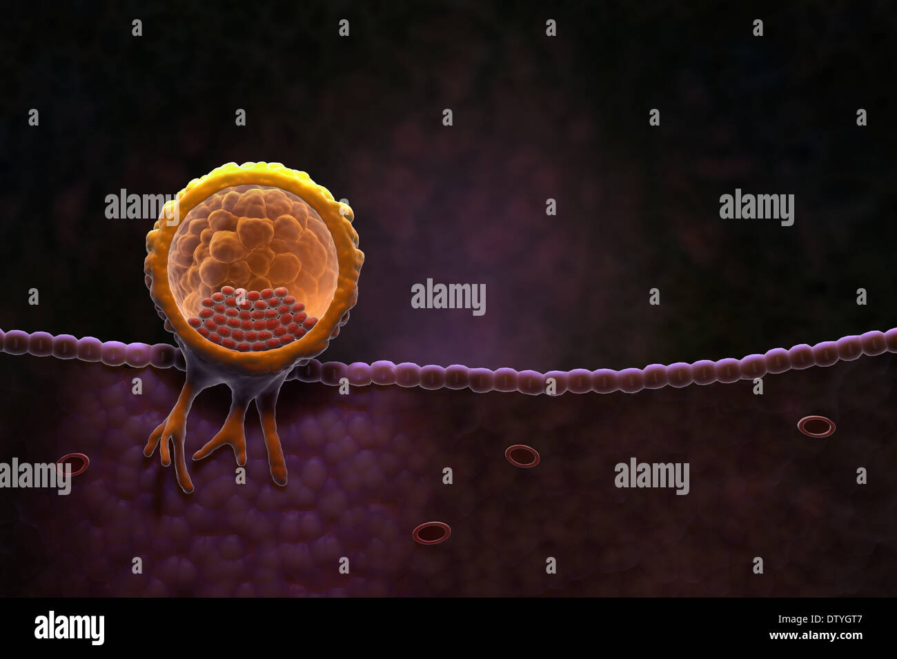 Blastocyste humain Banque de photographies et d’images à haute ...