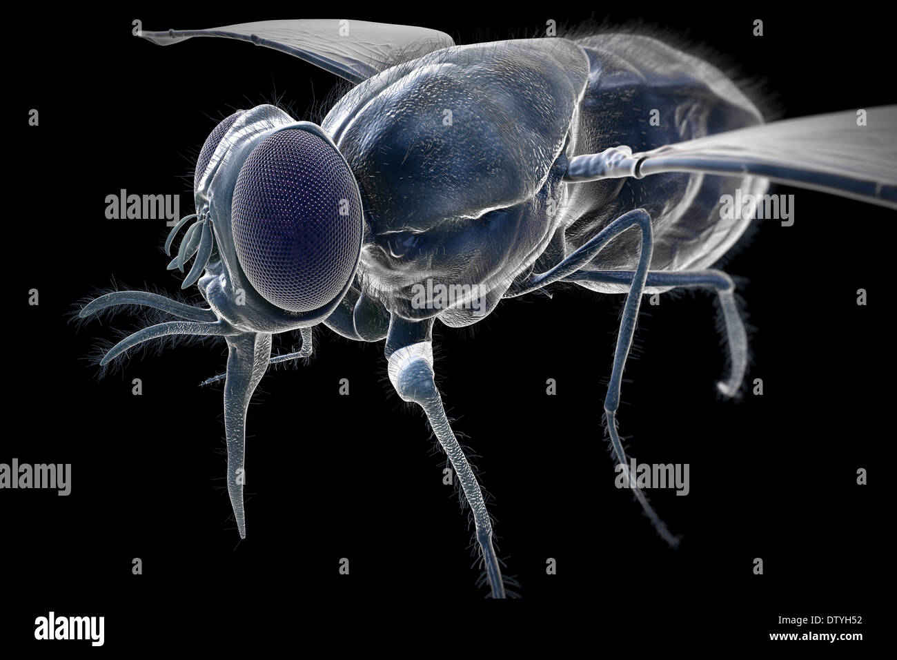 Parasites de la maladie du sommeil Banque de photographies et d’images ...