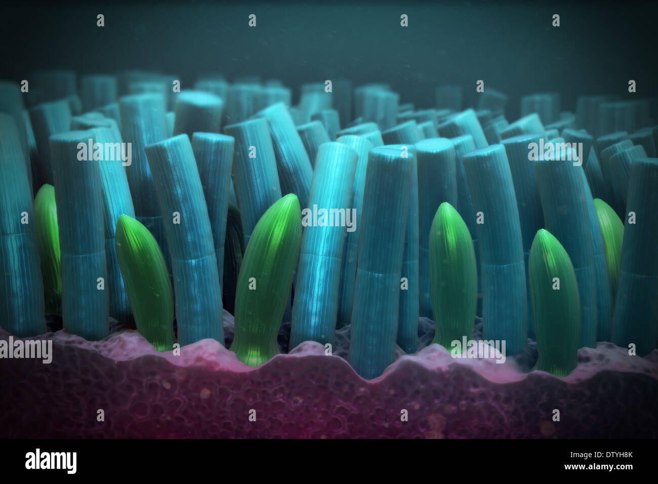 Human rods cones Banque de photographies et d’images à haute résolution ...