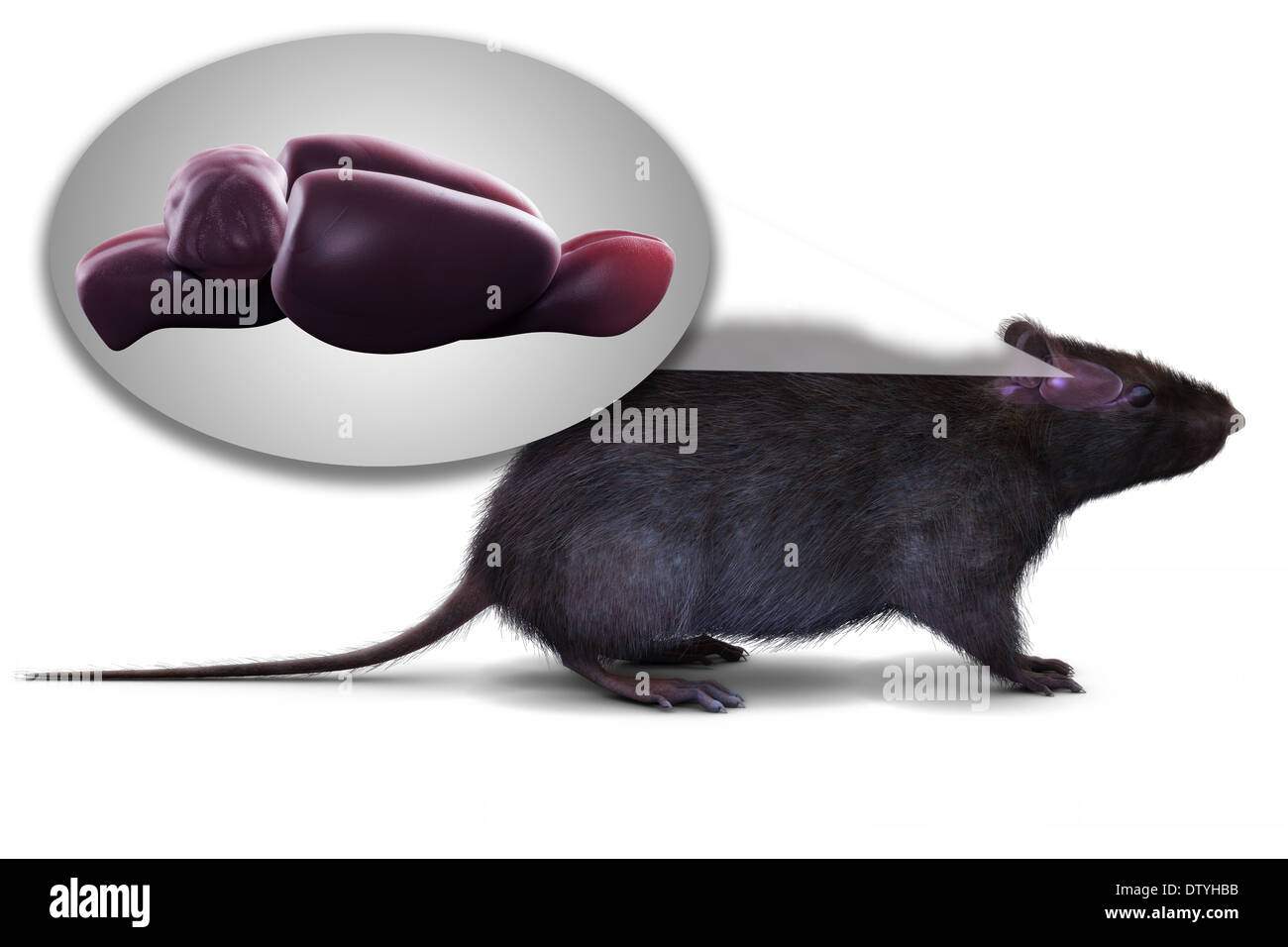 L'anatomie du cerveau de rat Photo Stock - Alamy