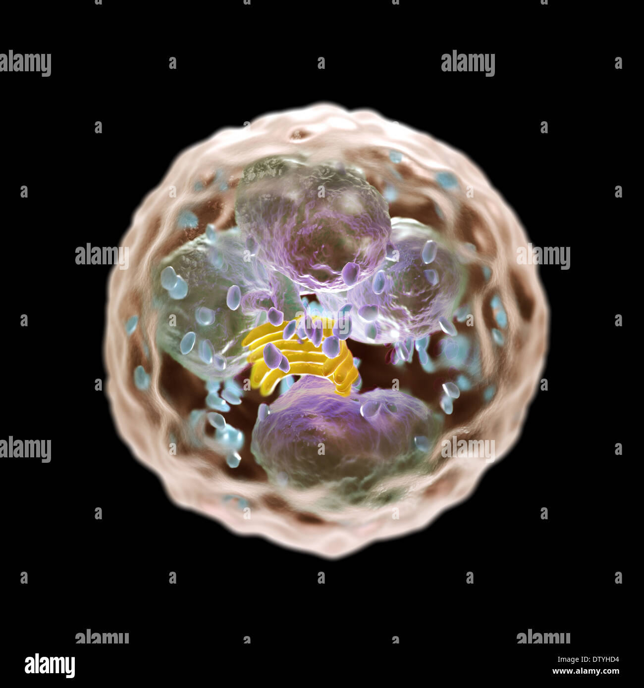 Neutrophil granulocytes Banque de photographies et d’images à haute ...