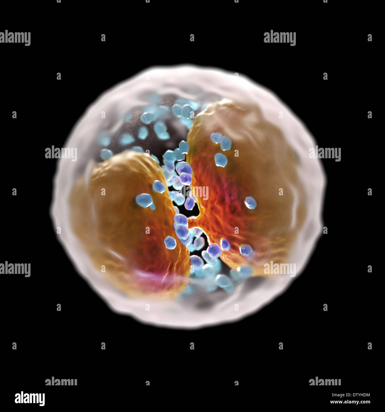 Cellule basophile Banque de photographies et d’images à haute ...