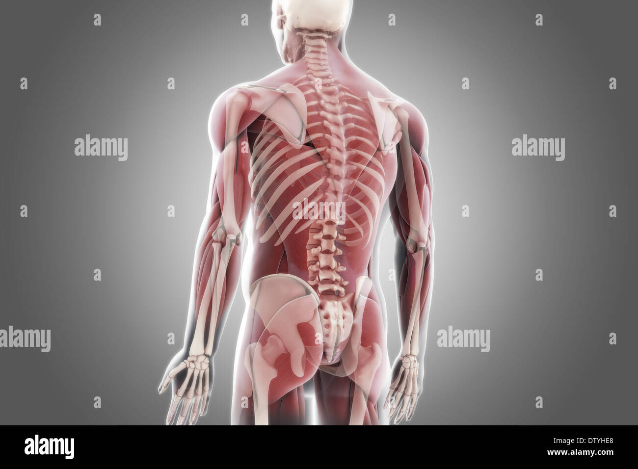 Muscles du bassin humain Banque d'image et photos - Page 2 - Alamy