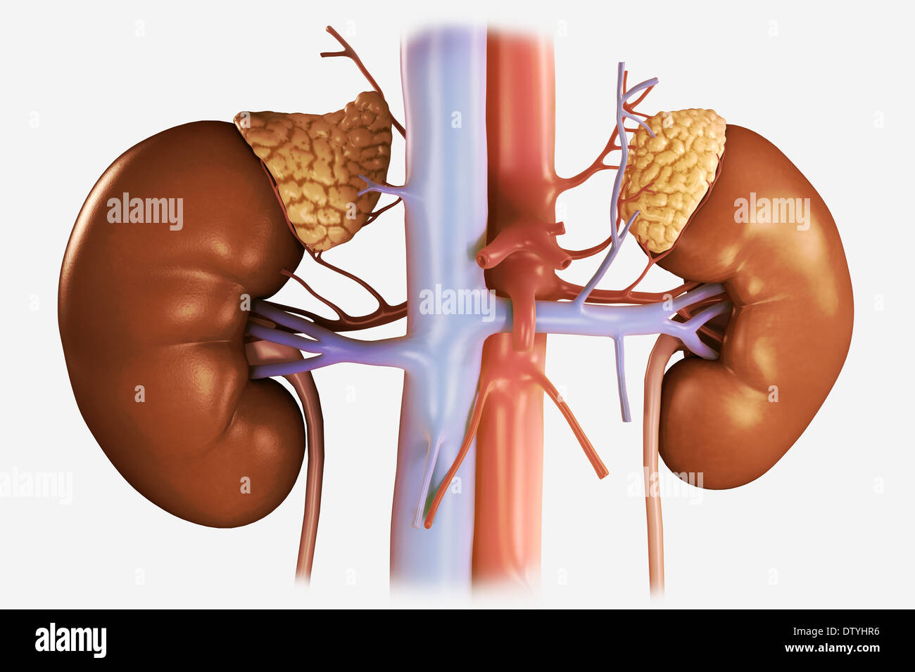 Anatomie du rein humain Photo Stock - Alamy