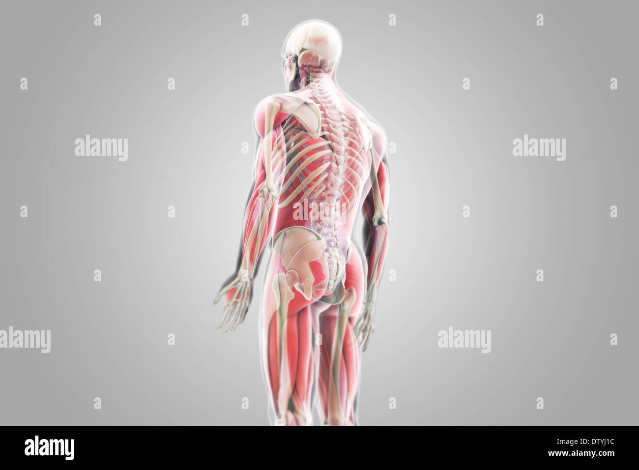 Muscles du bassin humain Banque de photographies et d’images à haute ...