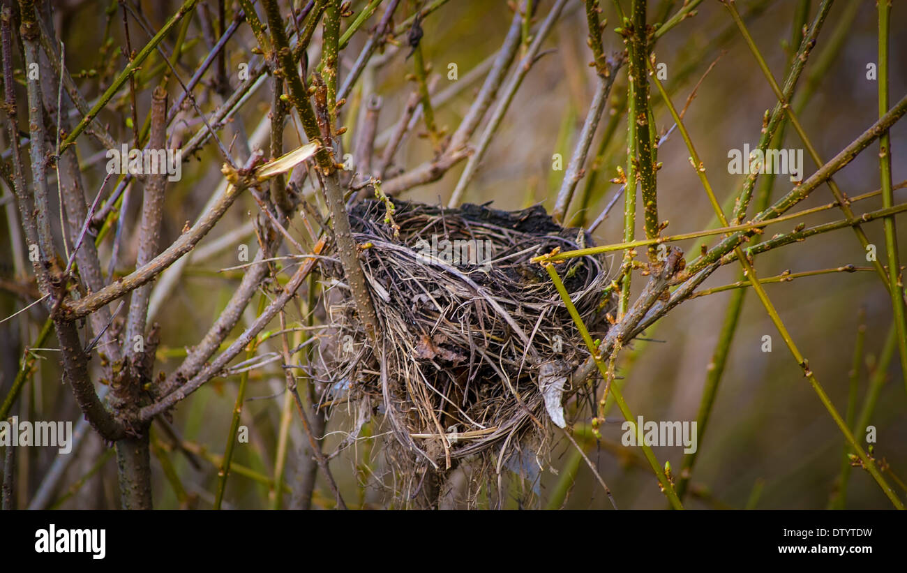 Nid fragile Banque de photographies et d’images à haute résolution - Alamy