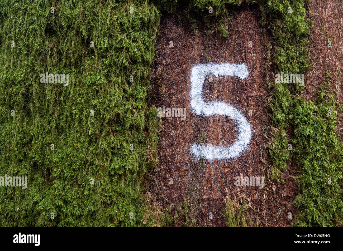 Numéro sur arbre Banque de photographies et d’images à haute résolution ...