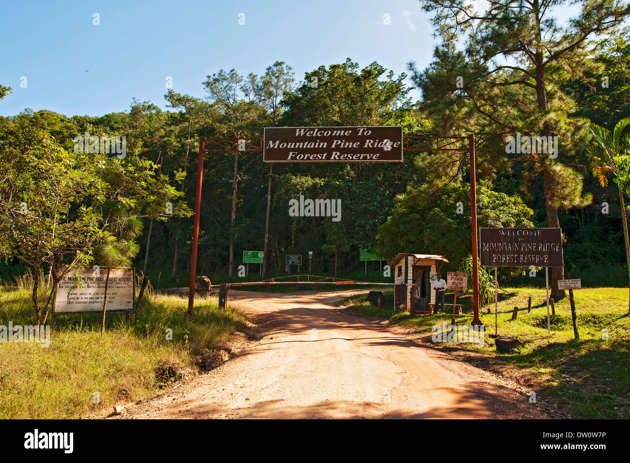 Entrance into pine forest Banque de photographies et d’images à haute ...