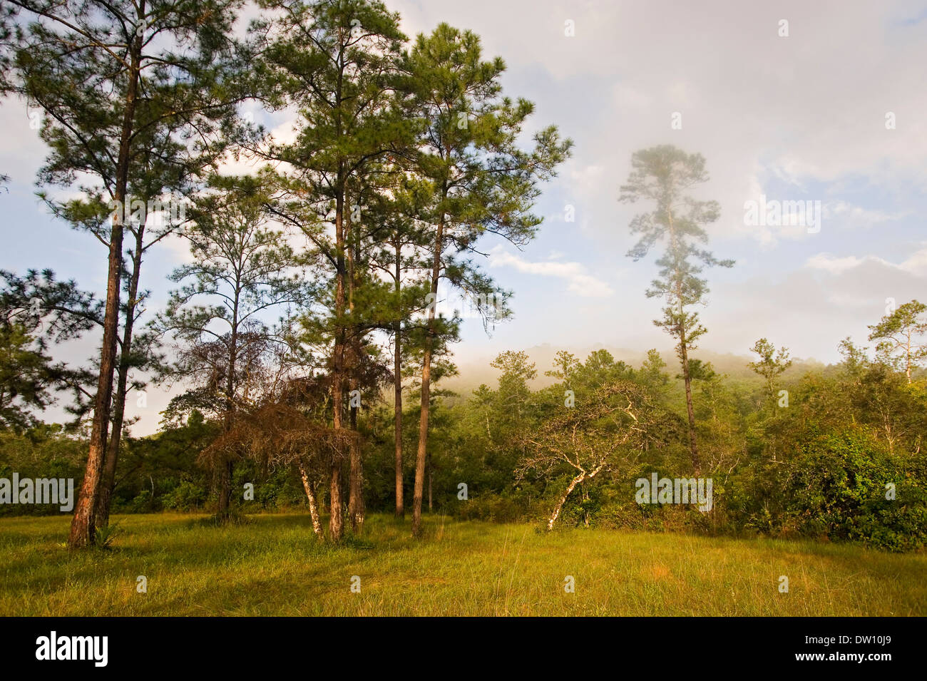 Pine ridge Banque de photographies et d’images à haute résolution - Alamy
