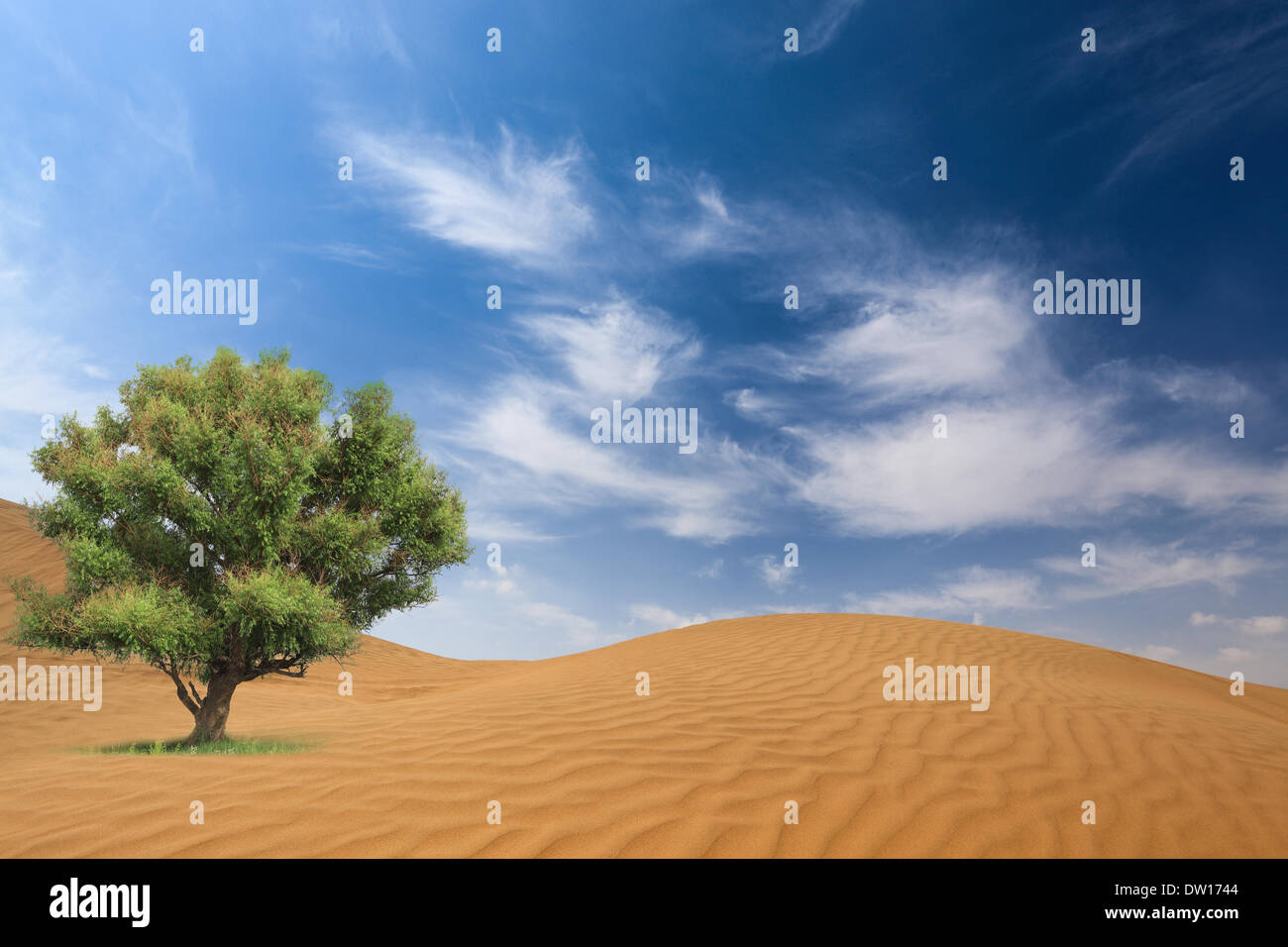 Arbre desert Banque de photographies et d’images à haute résolution - Alamy