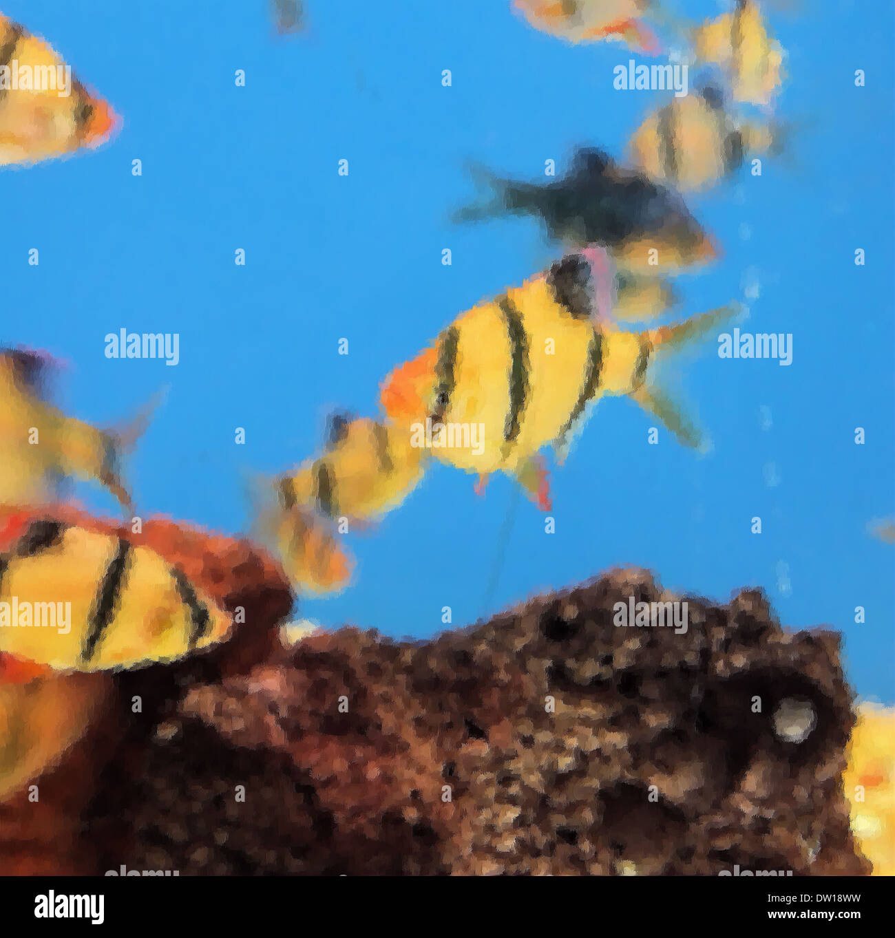 Poisson tigre Banque de photographies et d’images à haute résolution ...