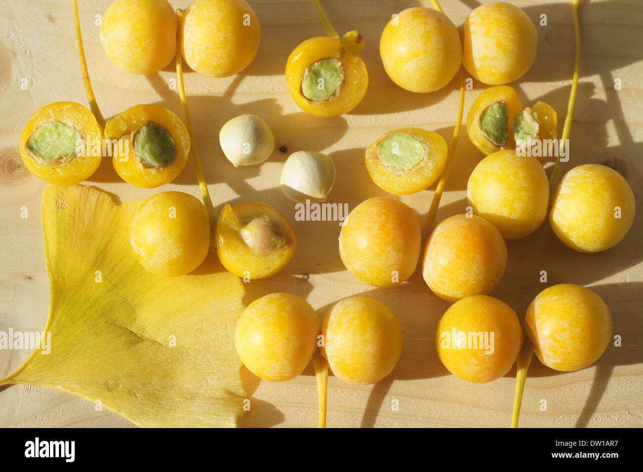 Ginkgo seed Banque de photographies et d’images à haute résolution - Alamy