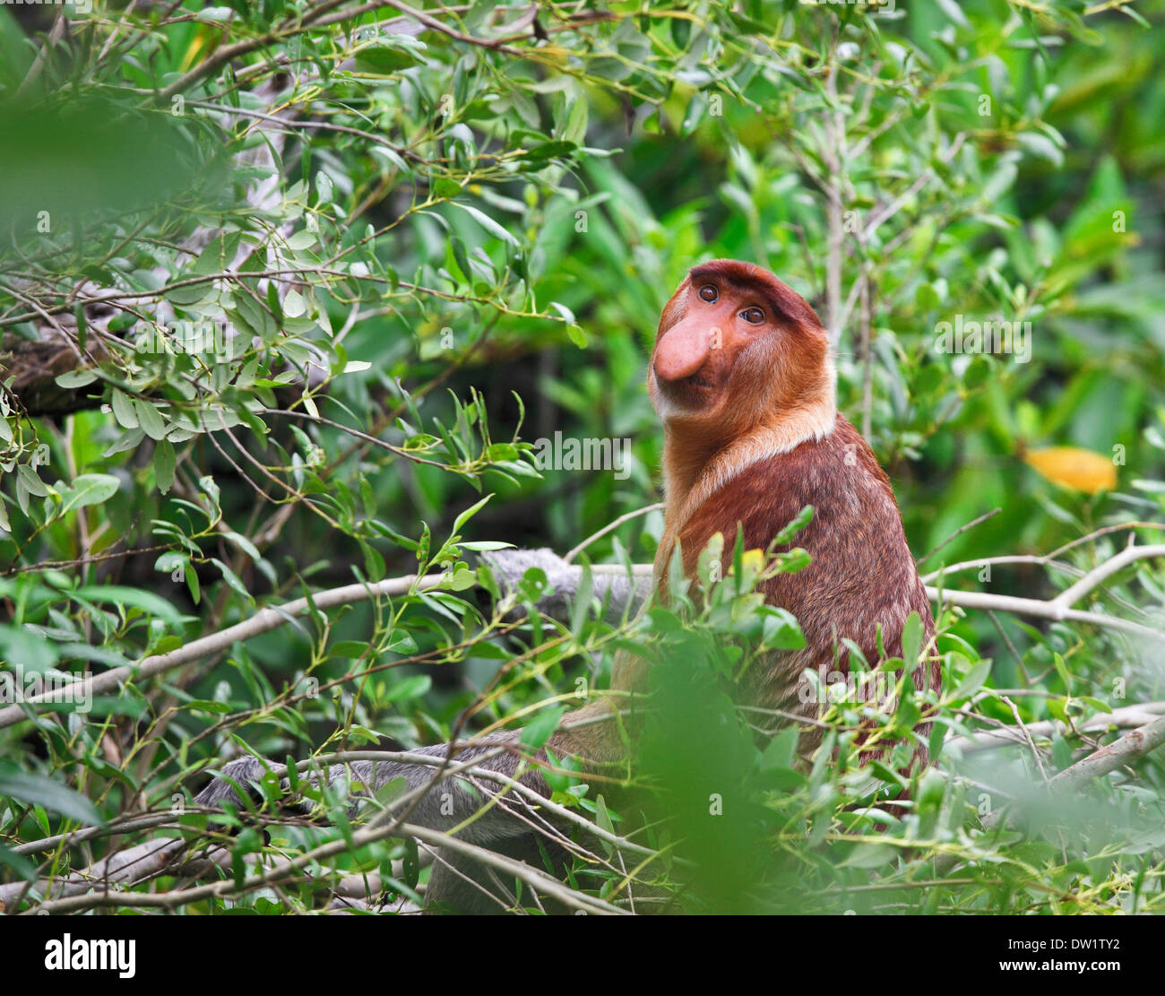 Singe au long nez Banque de photographies et d’images à haute ...