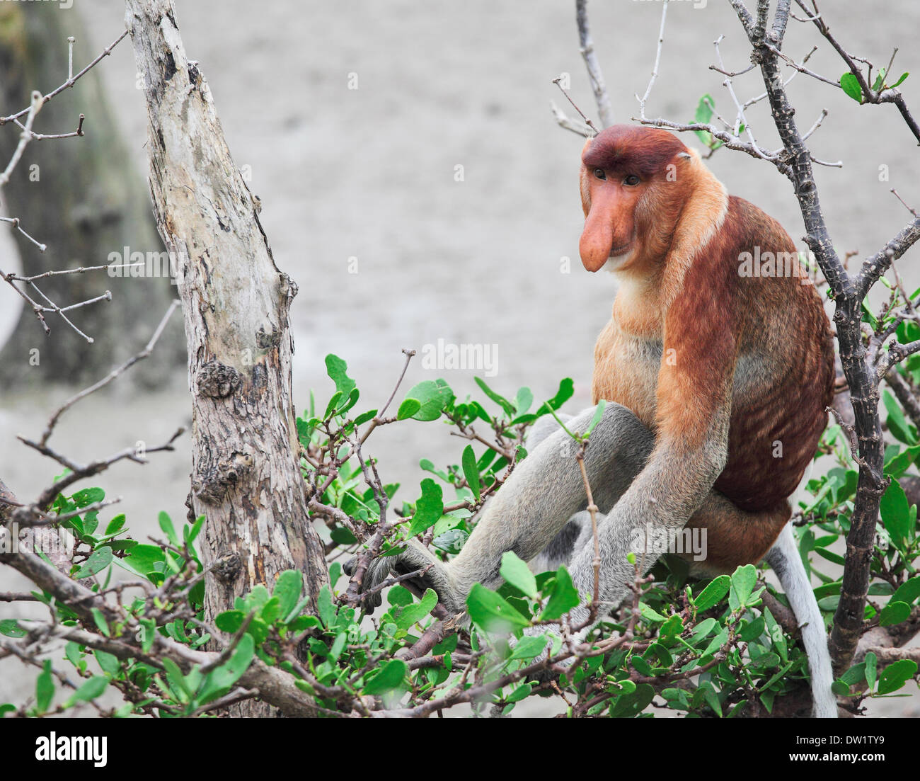 Singe au long nez Banque de photographies et d’images à haute ...