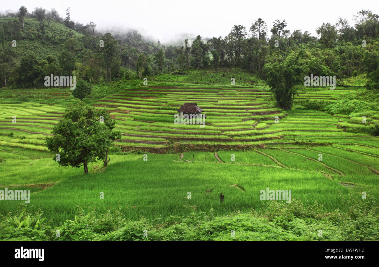 Asian Rice Field Banque De Photographies Et Dimages à Haute Résolution