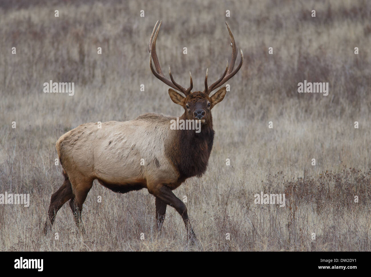 Animaux robustes Banque de photographies et d’images à haute résolution ...