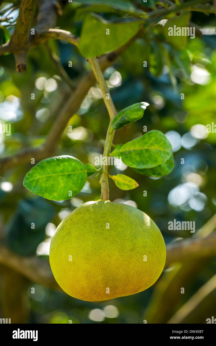 Pomelo fruit tree Banque de photographies et d’images à haute ...