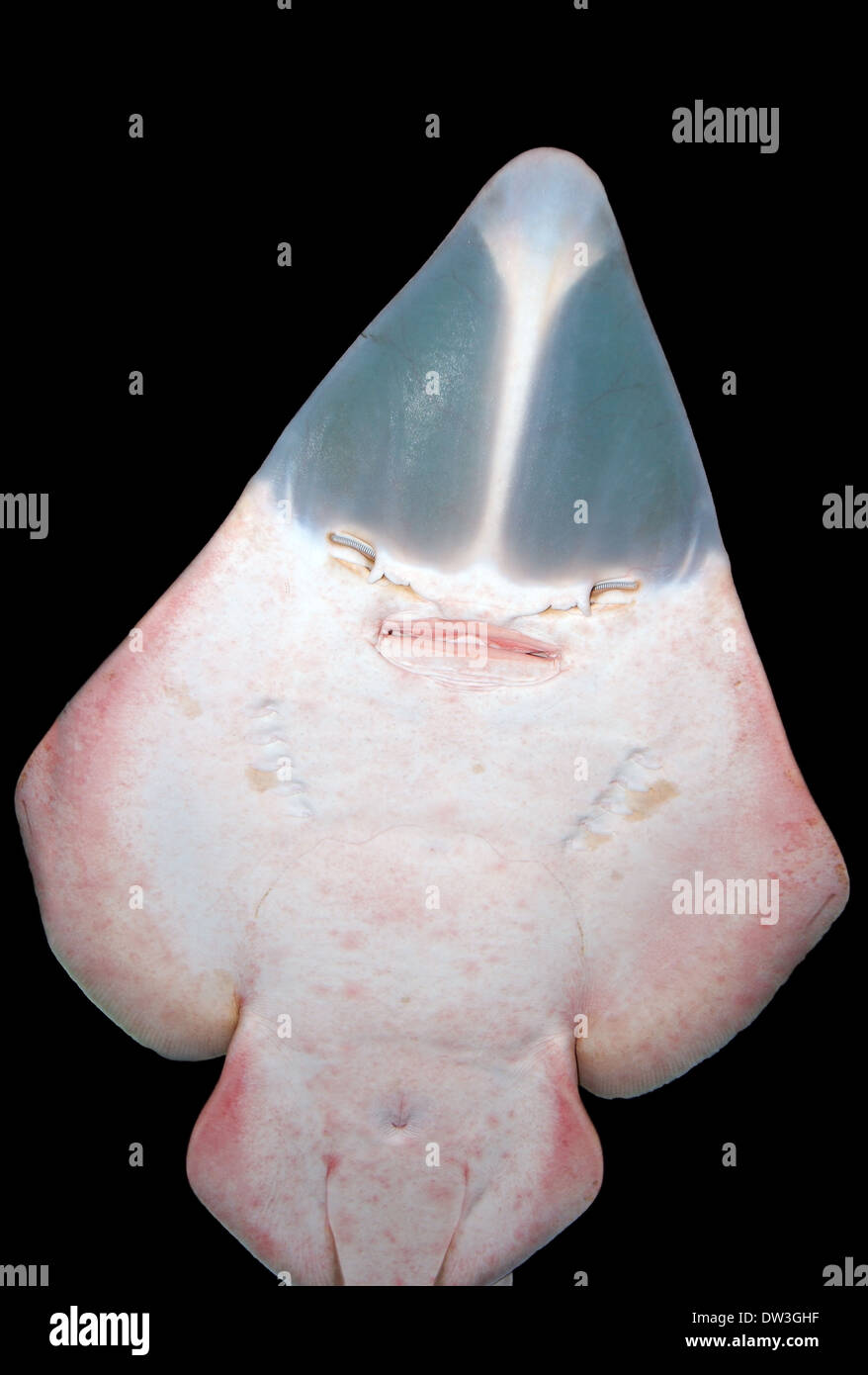 Poisson guitare commun Banque de photographies et d’images à haute ...