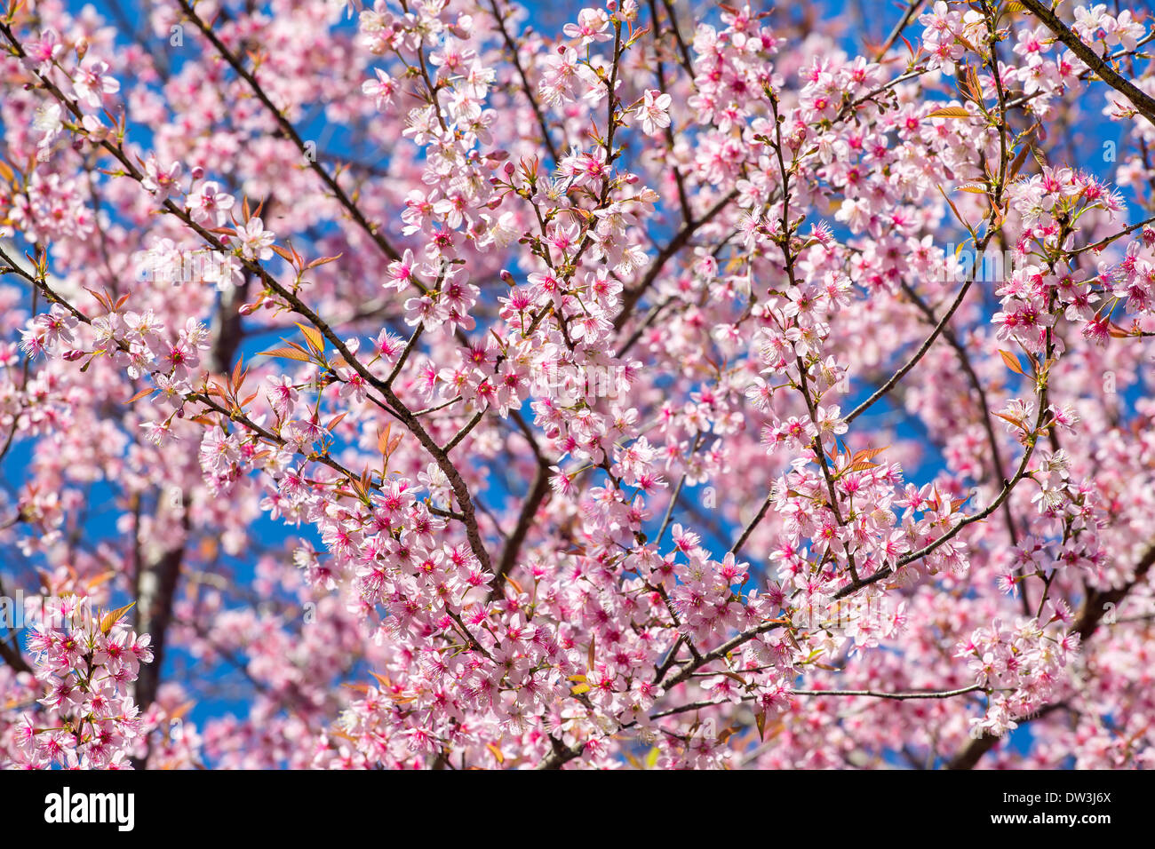 Sakura blossom Banque de photographies et d’images à haute résolution ...
