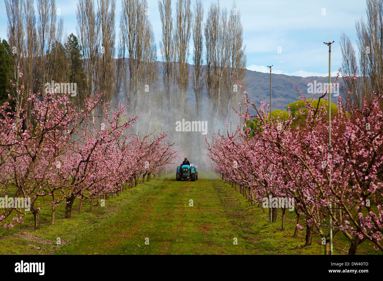 New zealand fruit trees Banque de photographies et d’images à haute ...