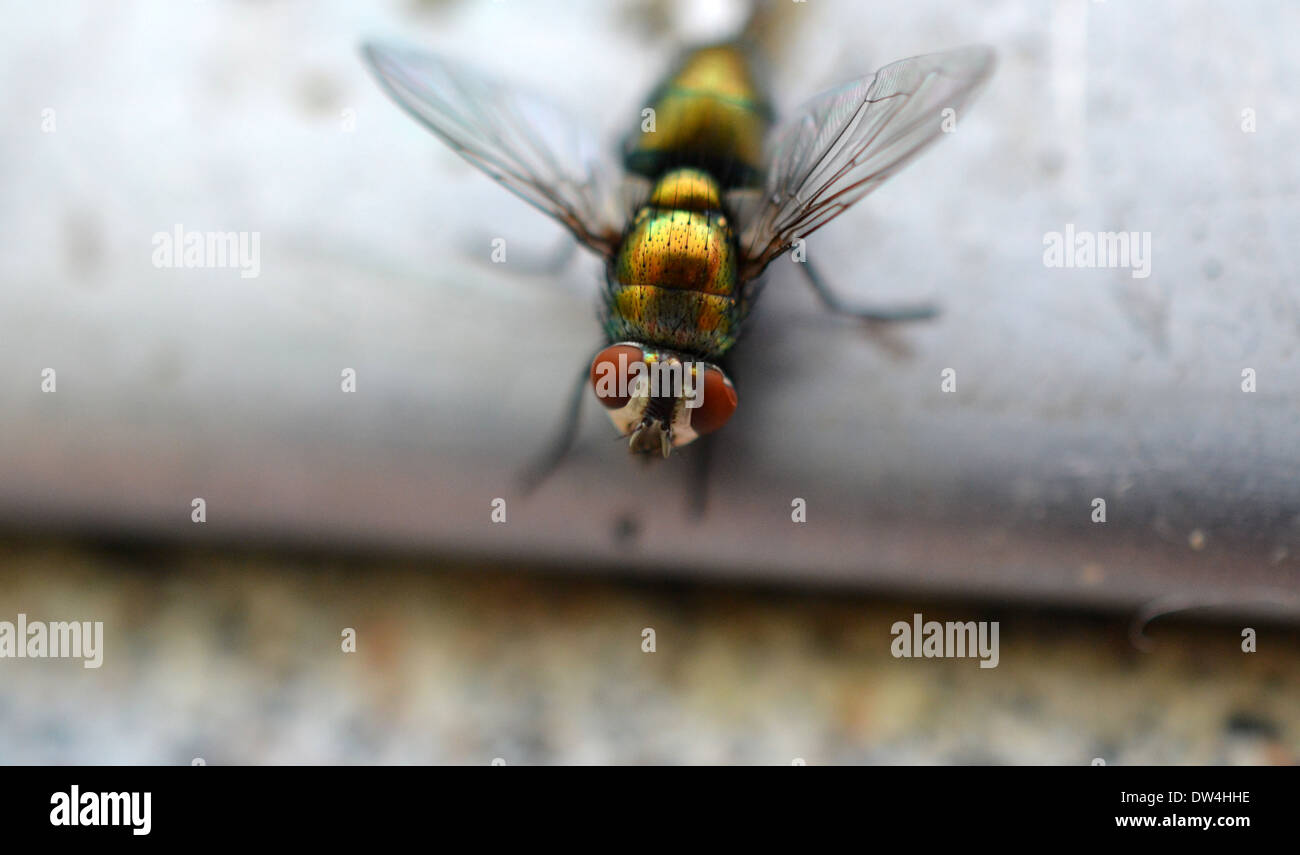 Squashed insect Banque de photographies et d’images à haute résolution ...