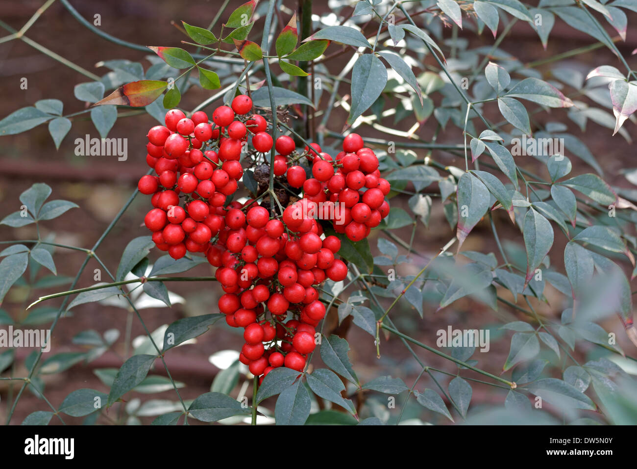 Houx closeup Banque de photographies et d’images à haute résolution - Alamy