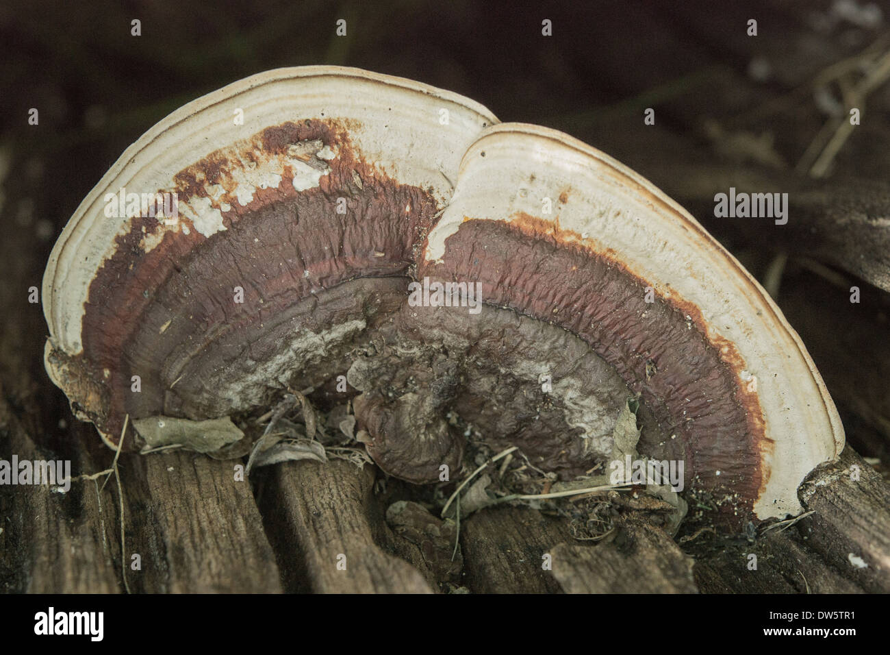 Pleurotes sauvages Banque de photographies et d’images à haute ...