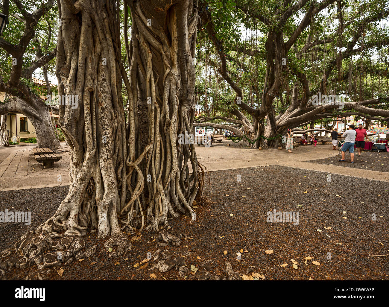 Banyan tree maui lahaina Banque de photographies et d’images à haute ...
