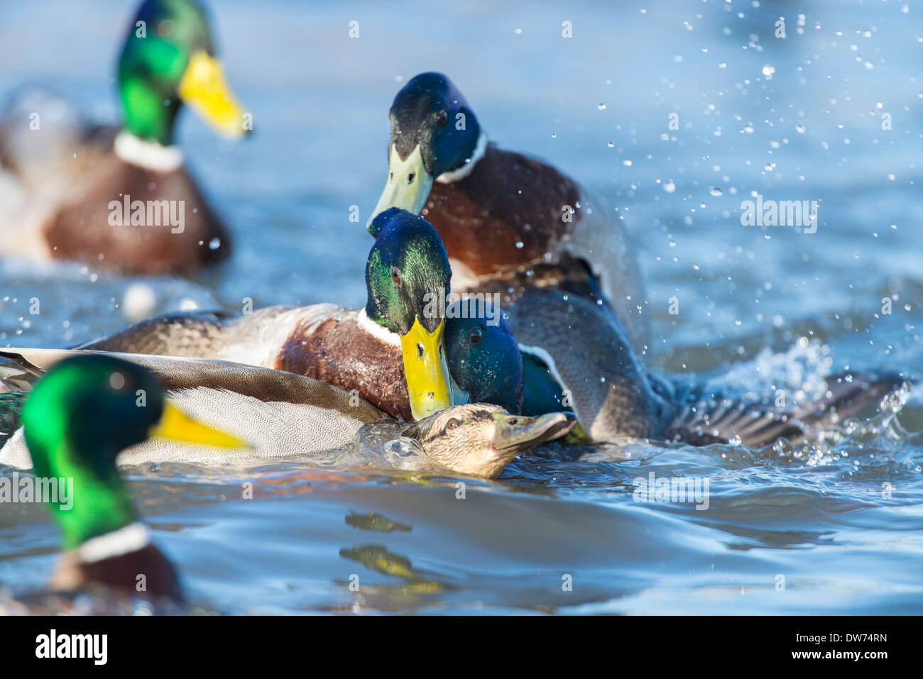 Accouplement de canards Banque de photographies et d’images à haute ...