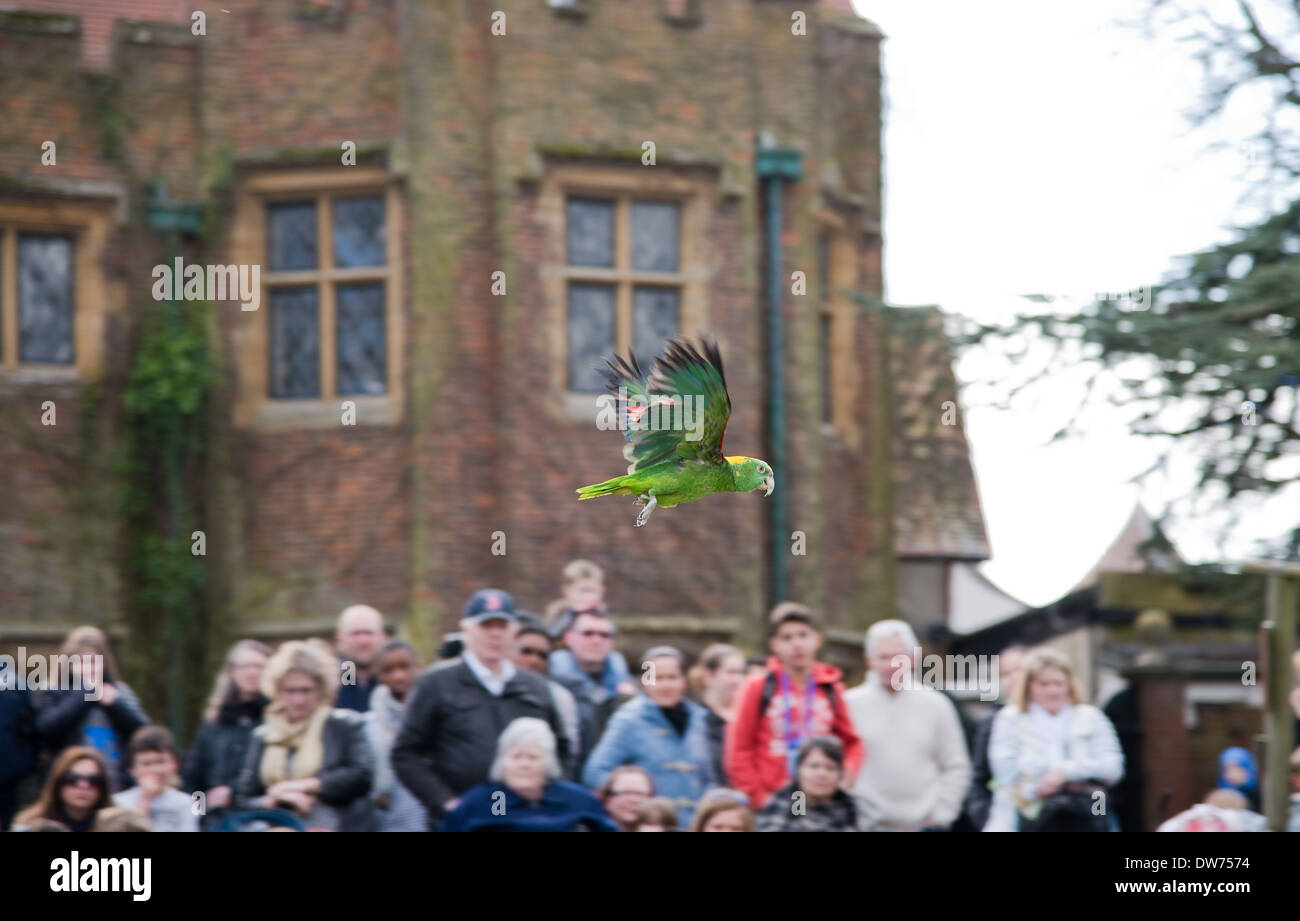 Perroquet en vol Banque de photographies et d’images à haute résolution ...