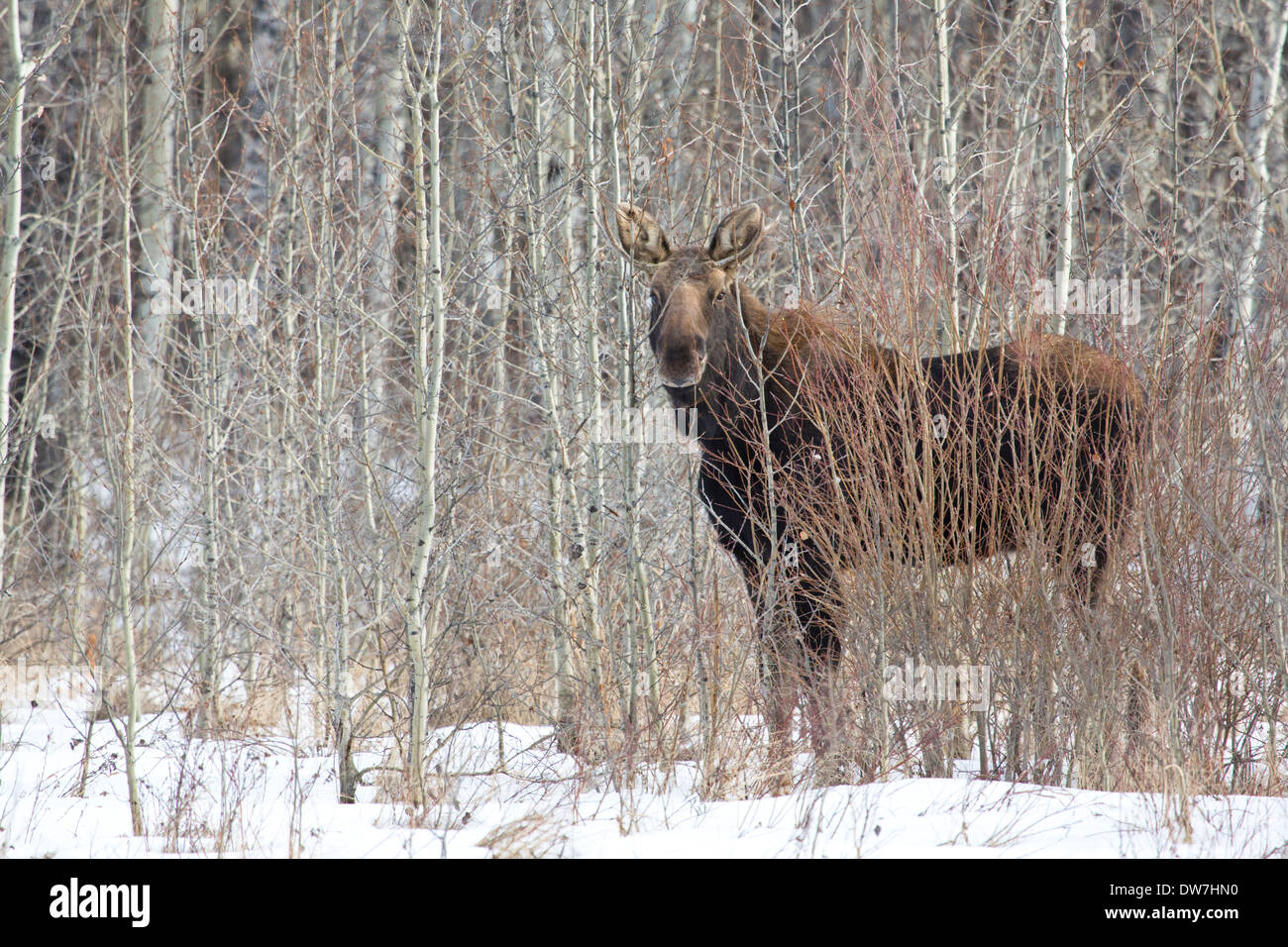 Orignal avec de petits bois Banque de photographies et d’images à haute ...