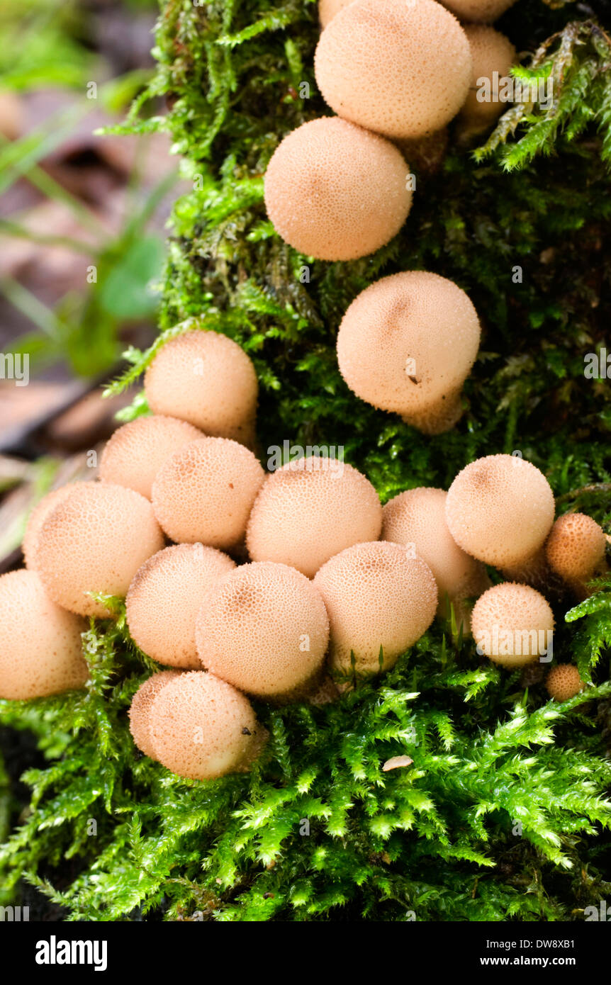 La vesse Banque de photographies et d’images à haute résolution - Alamy