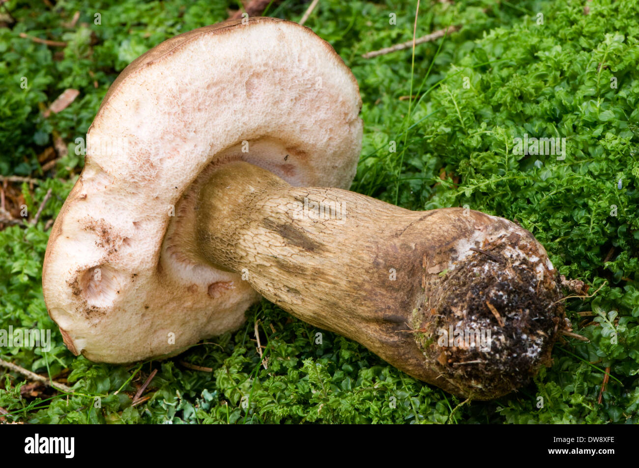 Champignons bolets amers Banque de photographies et d’images à haute ...